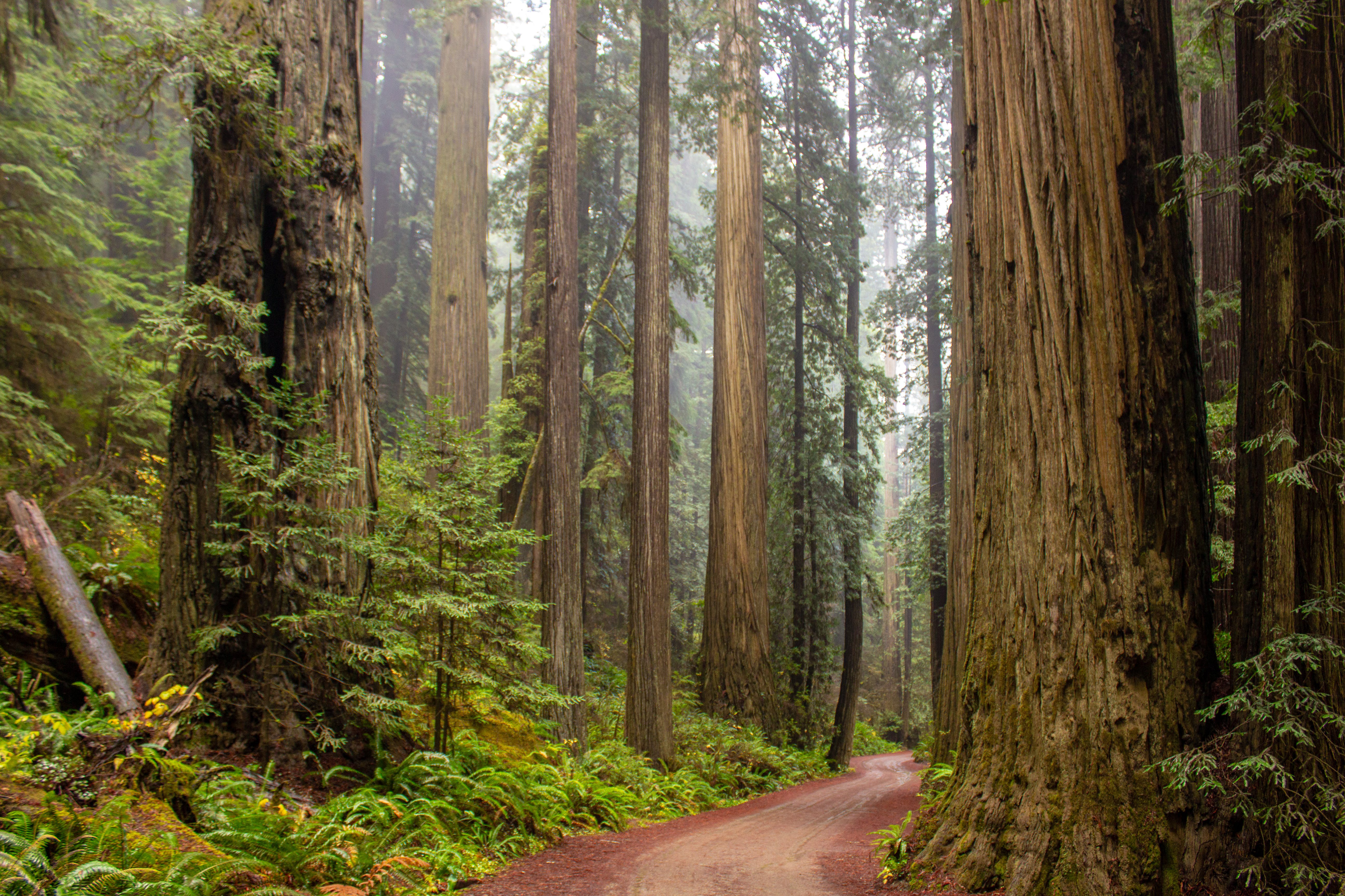 Reaching New Heights: Exploring the Top 10 Tallest Trees in the World ...