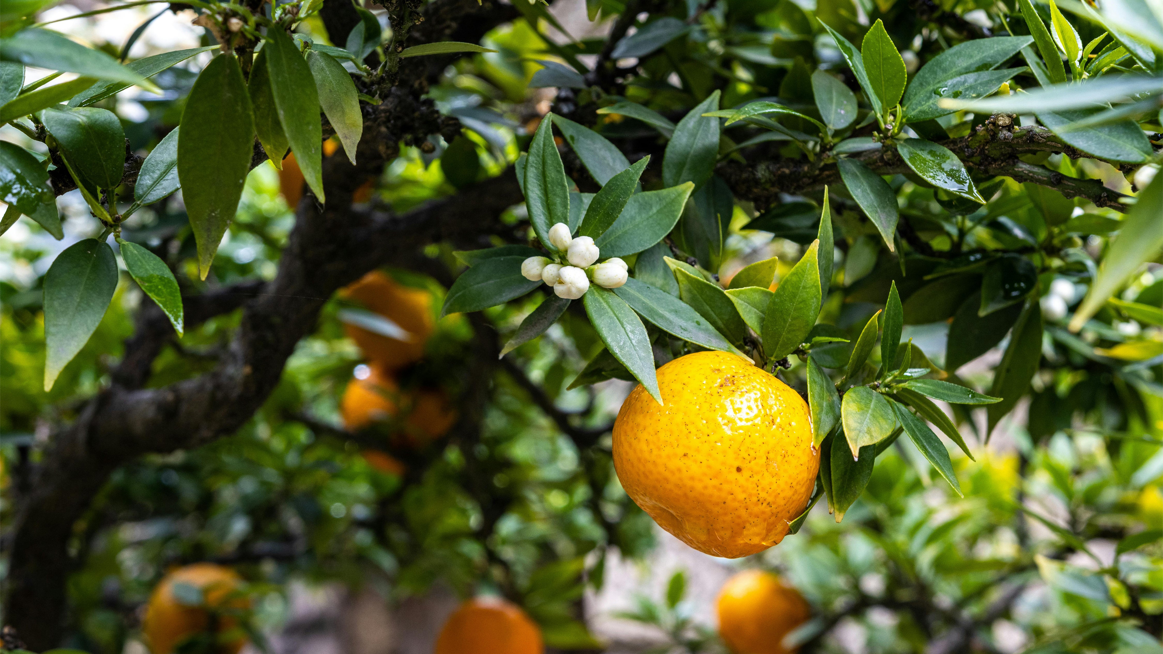 Exploring the Journey of Fruit Creation: From Blossom to Bounty – Noctaris